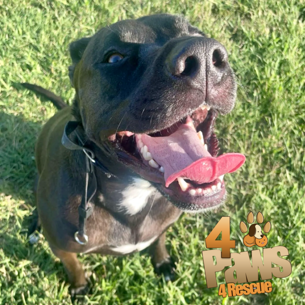 4 Paws 4 Rescue - Moon Drops Wellness